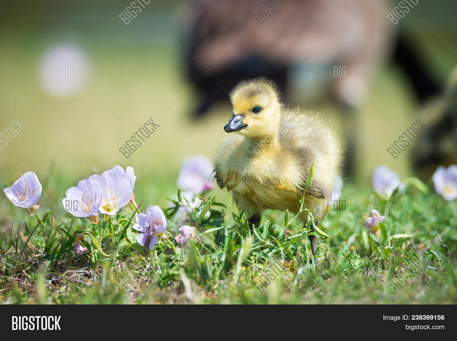 Cute Newborn Canada Image & Photo (Free Trial) | Bigstock