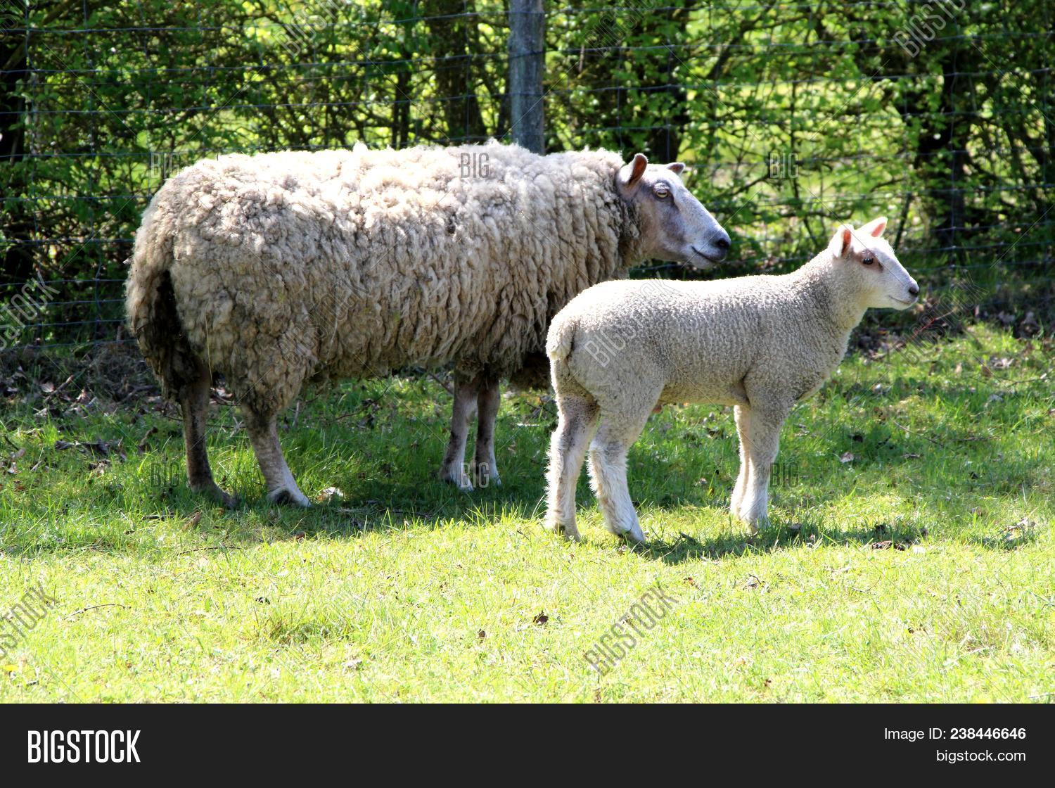 Sheep Her Cub Field Image & Photo (Free Trial) | Bigstock