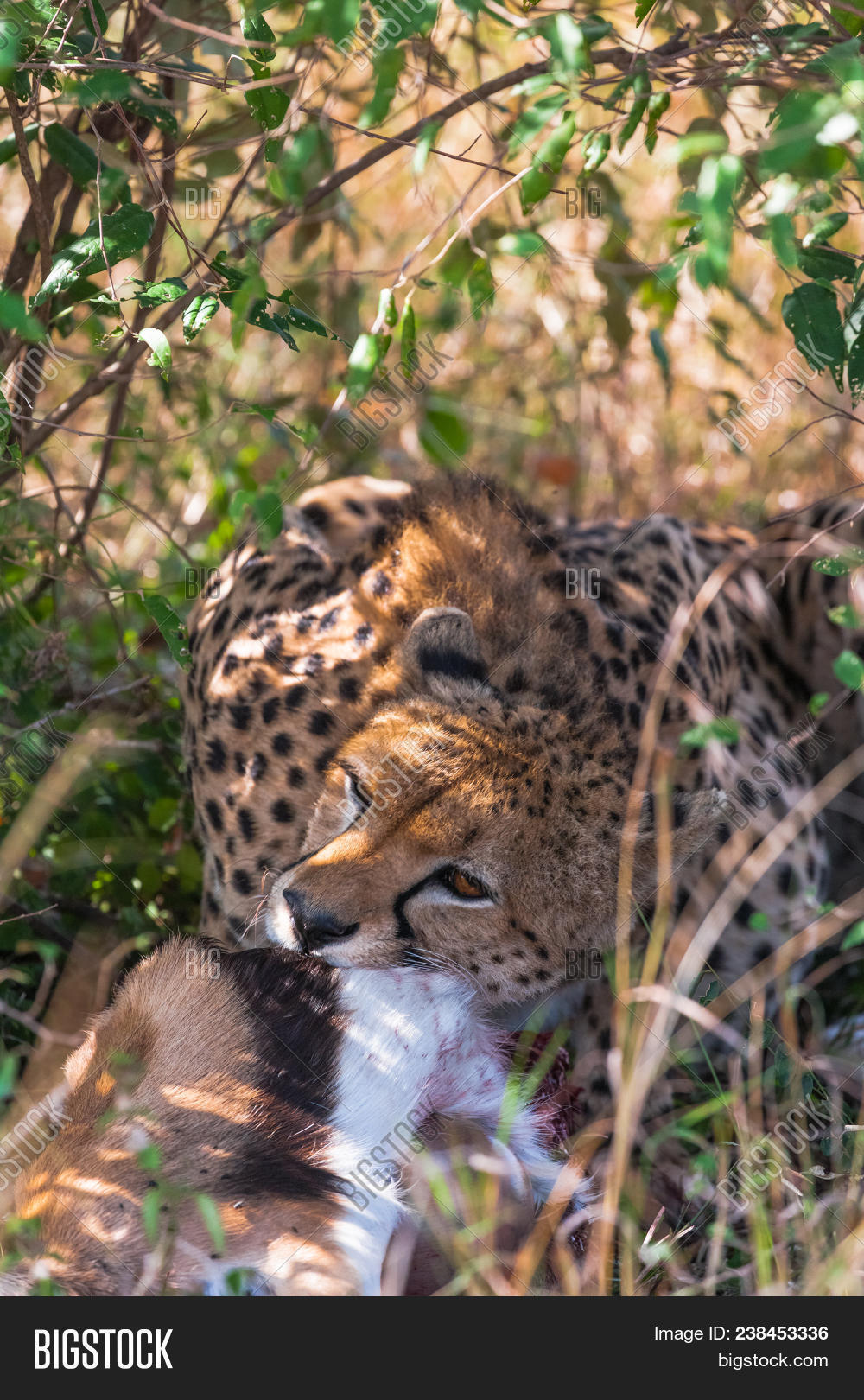 Portrait Cheetah Meal Image & Photo (Free Trial) | Bigstock