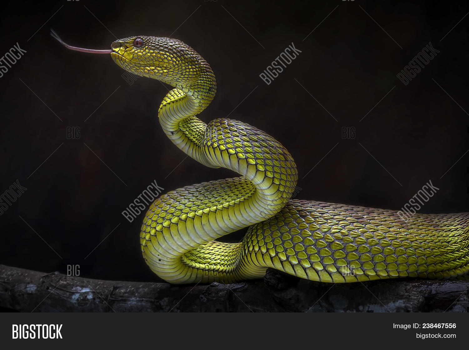 Green Goldy Viper Image & Photo (Free Trial) | Bigstock