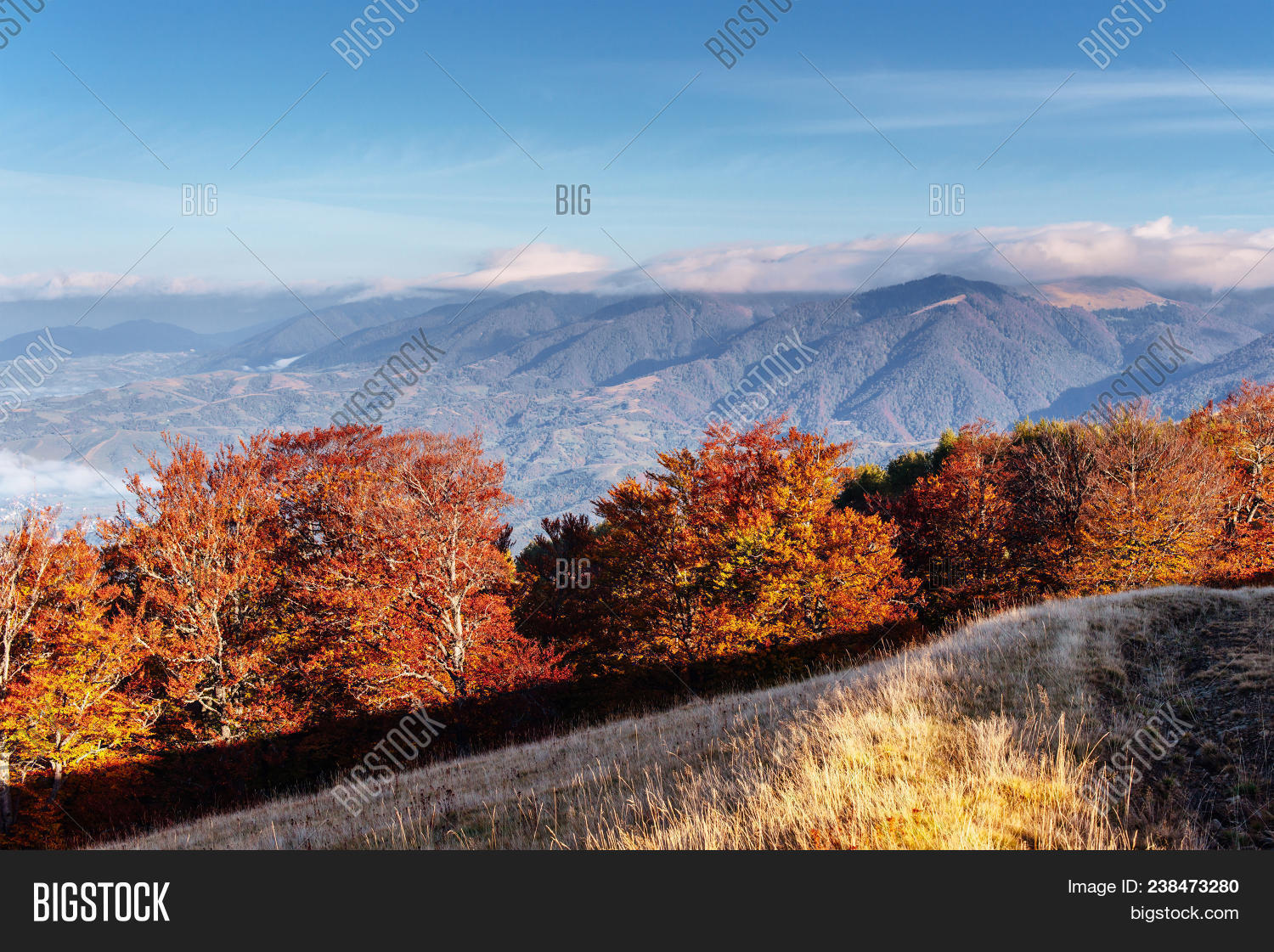 Highland Vegetation Image & Photo (Free Trial) | Bigstock