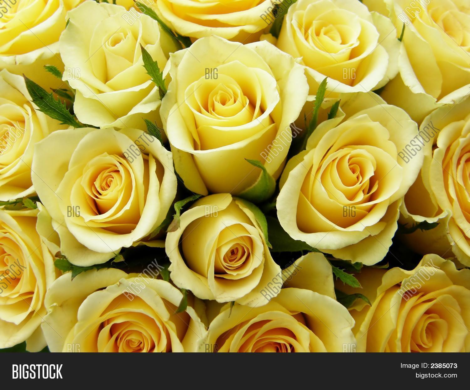 Yellow Roses Image & Photo (Free Trial) | Bigstock