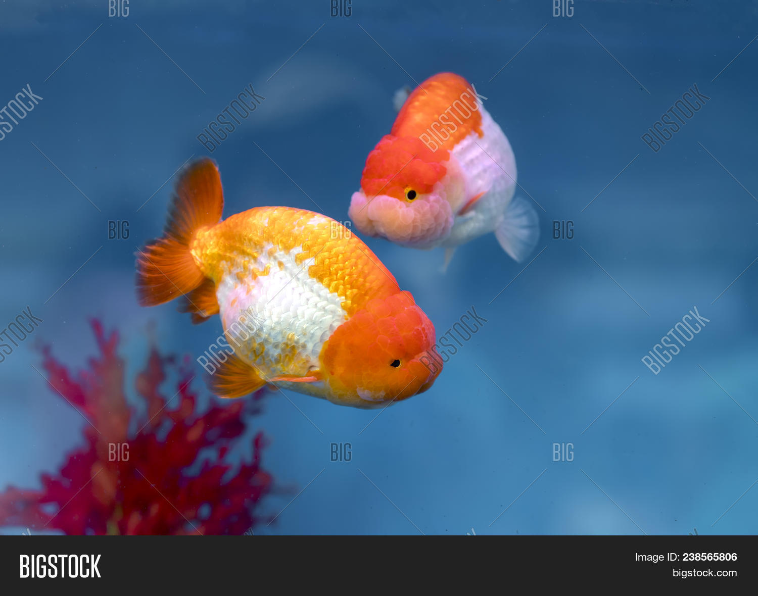 One Most Popular Pet Image & Photo (Free Trial) | Bigstock