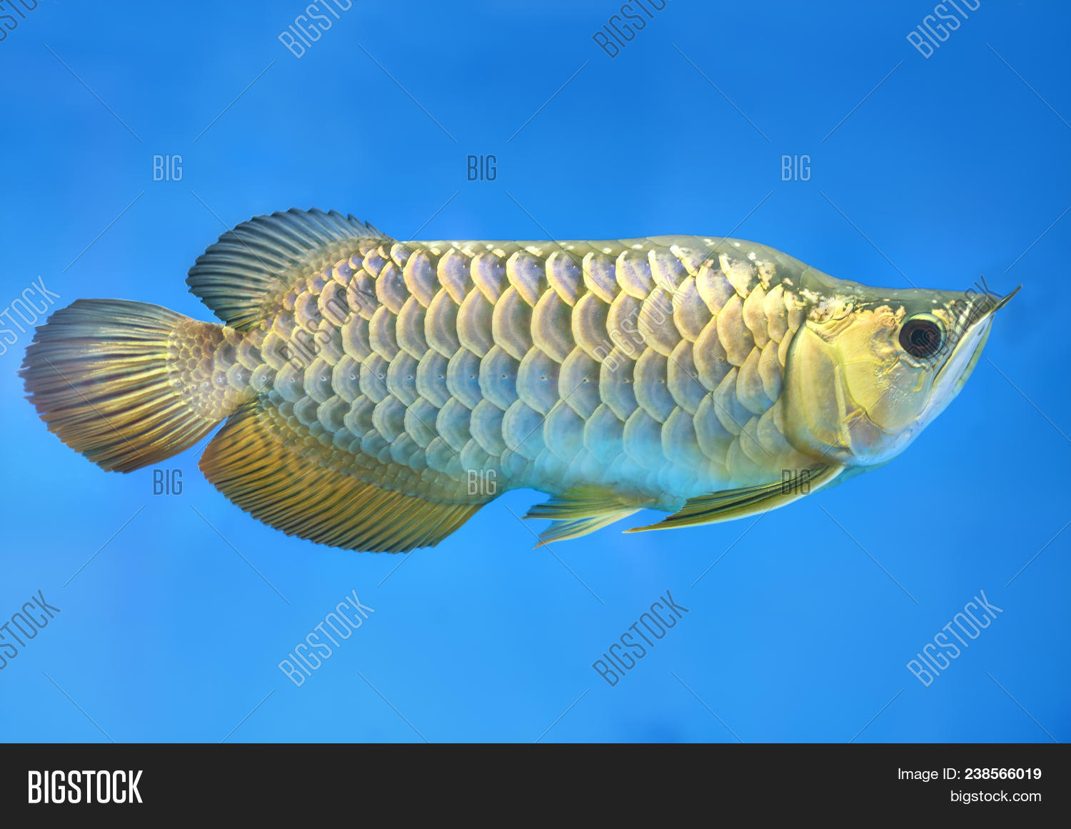 Arowana Aquarium, This Image & Photo (Free Trial) | Bigstock