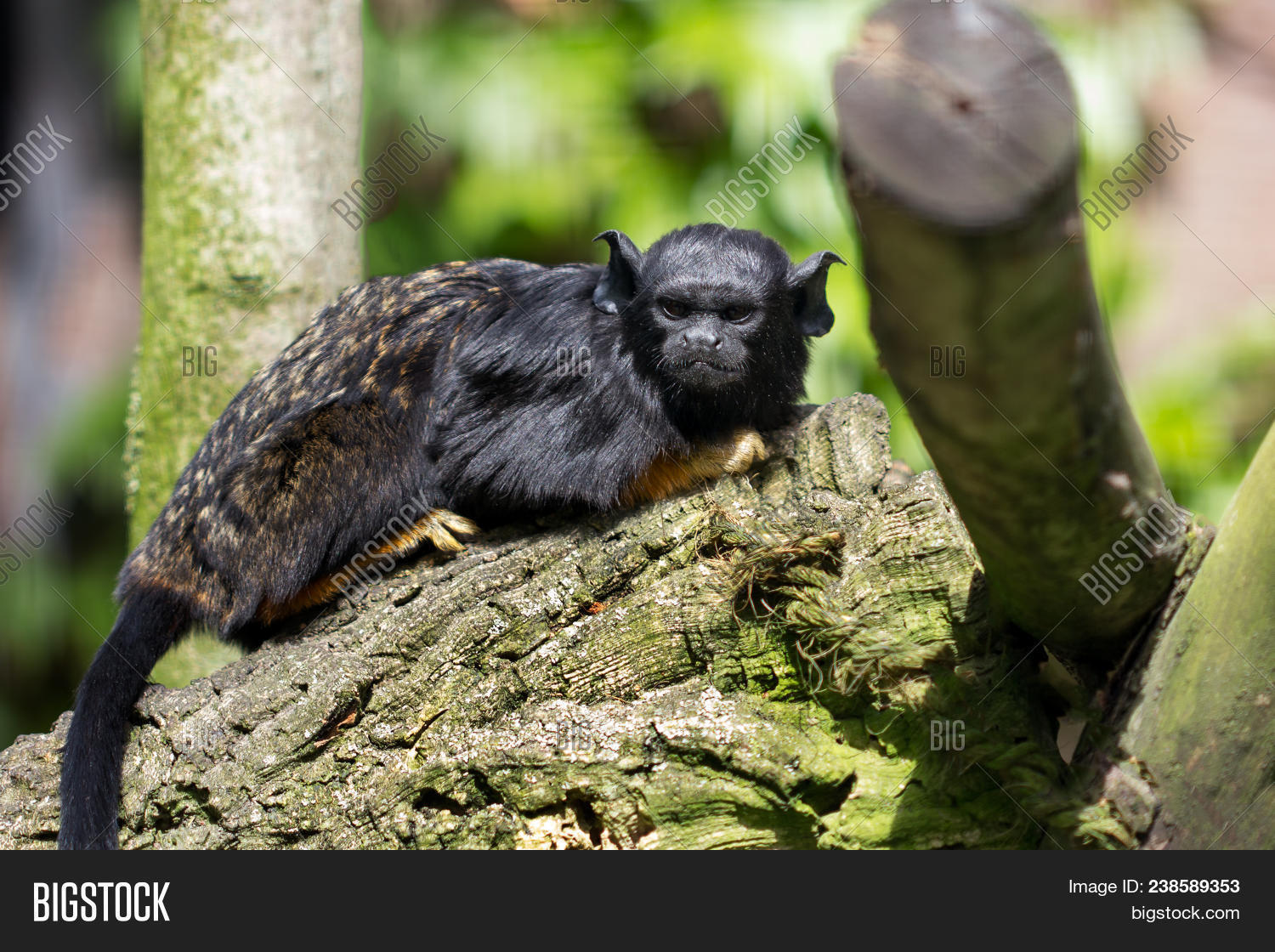 Full Body Red-handed Image & Photo (Free Trial) | Bigstock