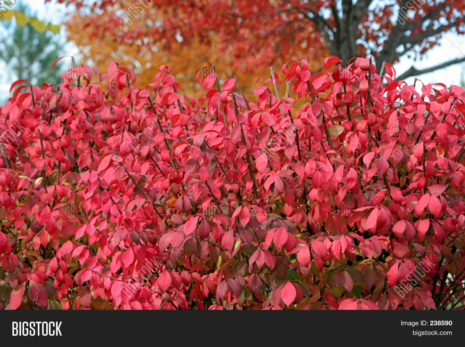 Burning Bush Image & Photo (Free Trial) | Bigstock