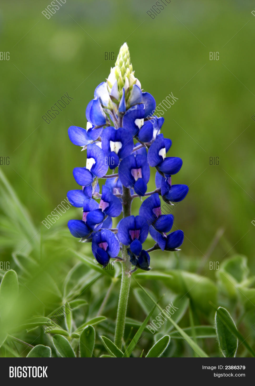 Bluebonnet Image & Photo (Free Trial) | Bigstock