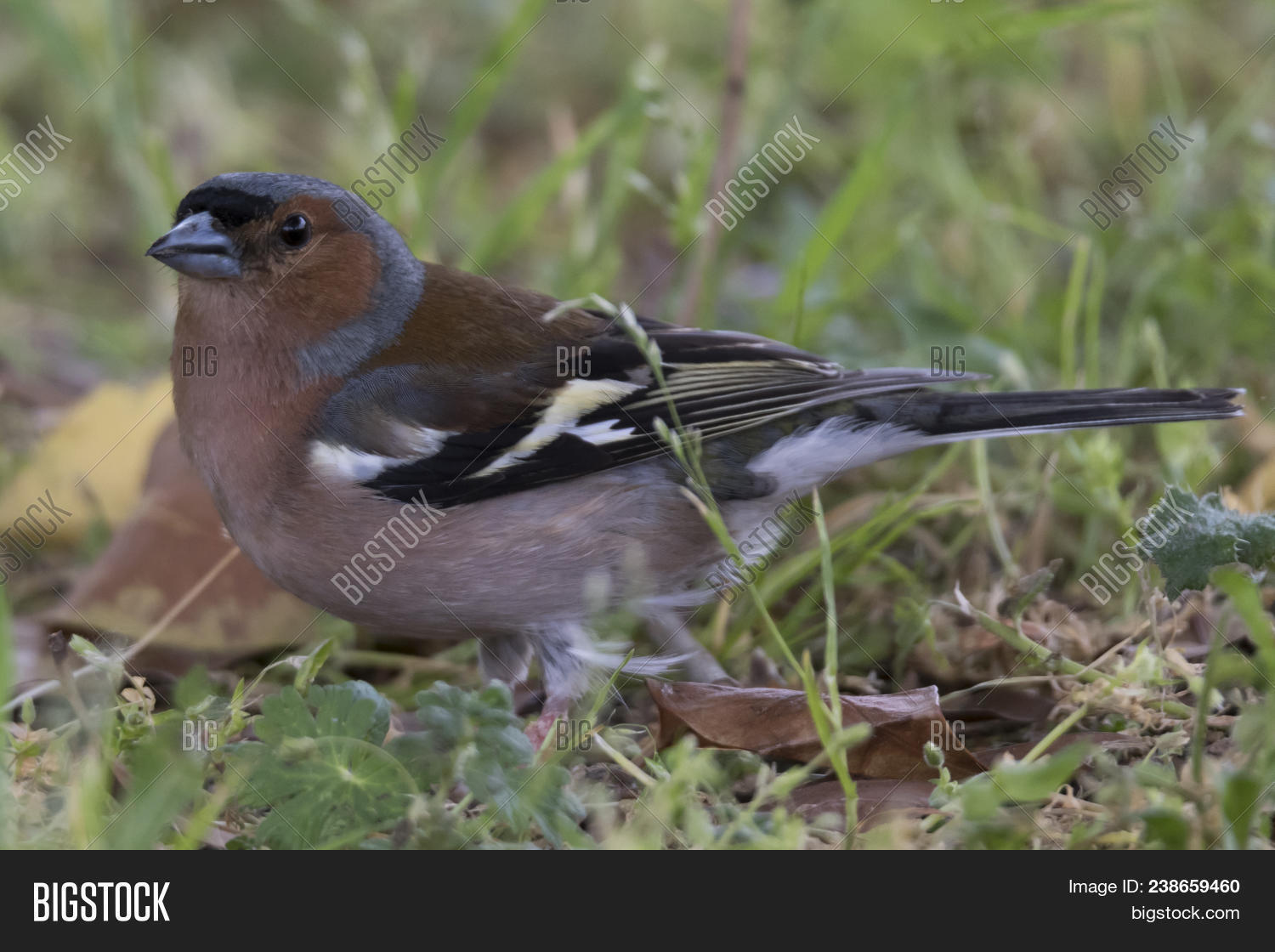 Finch Fringilla Image & Photo (Free Trial) | Bigstock