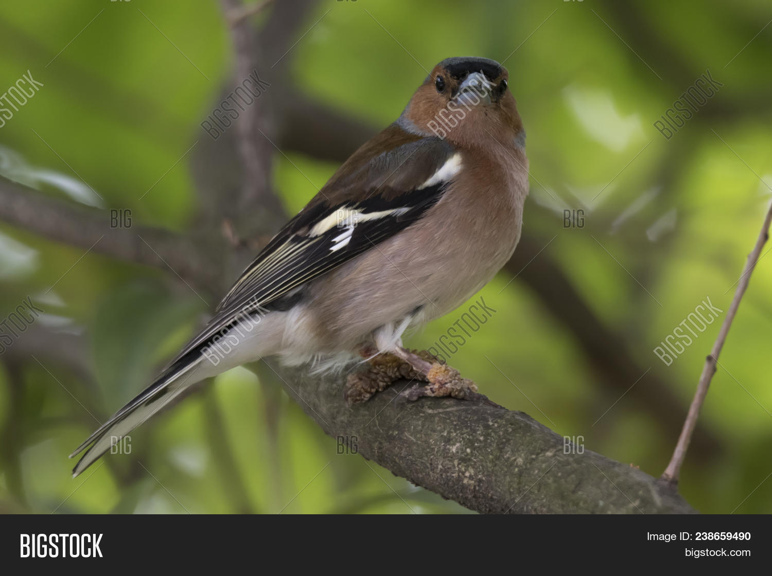 Finch Fringilla Image & Photo (Free Trial) | Bigstock