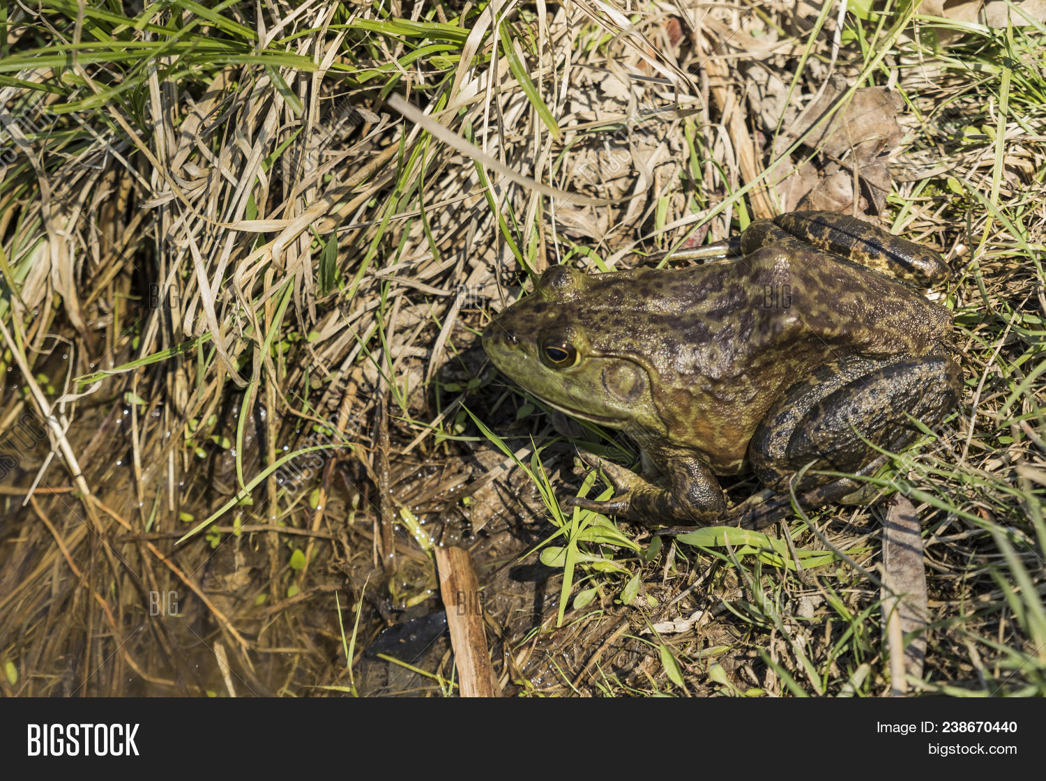 Green Frog Relaxing On Image & Photo (Free Trial) | Bigstock