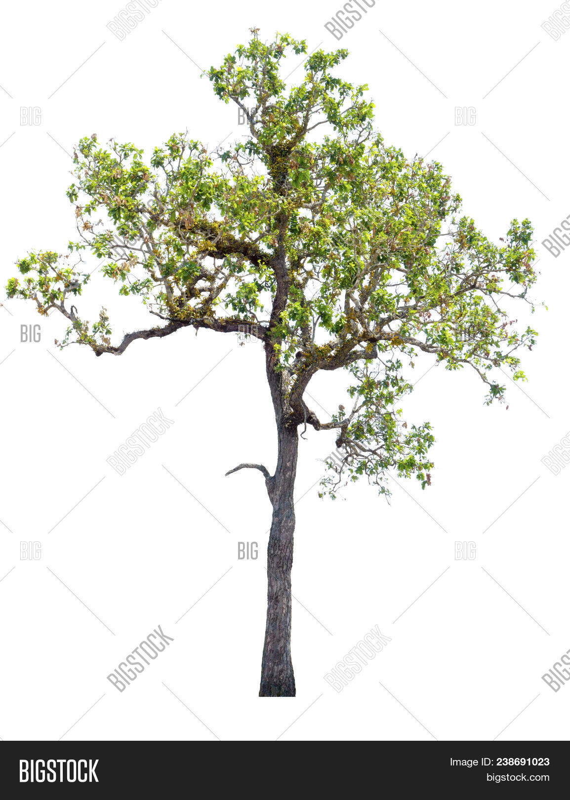 Tree Terminalia Alata Image & Photo (Free Trial) | Bigstock