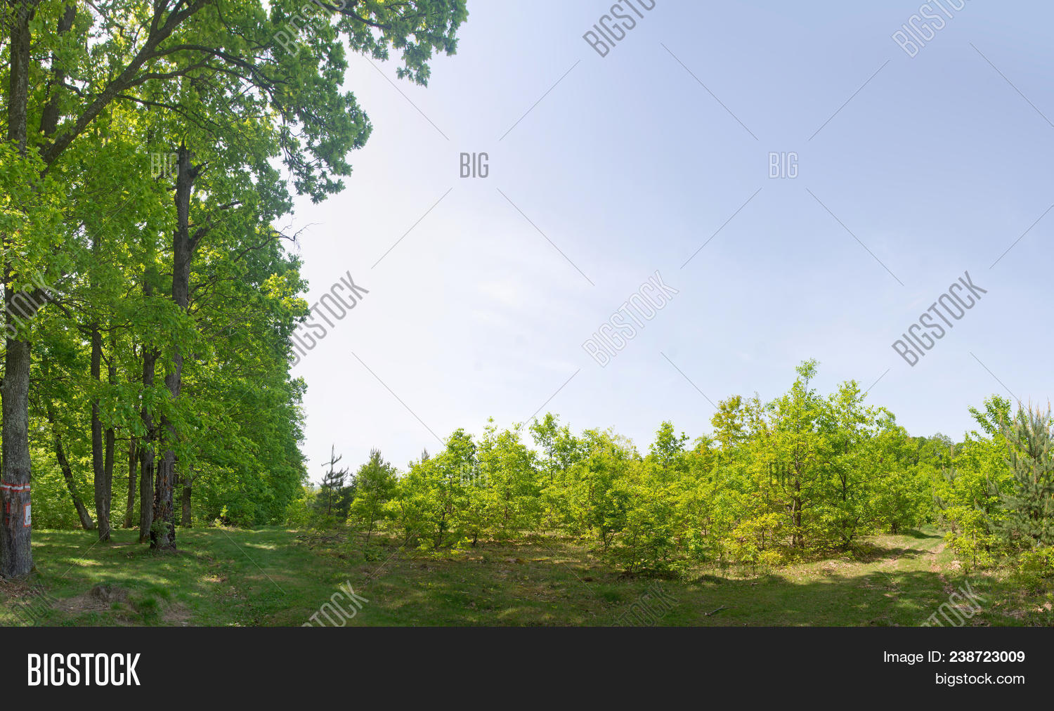 Old Young Trees. Image & Photo (Free Trial) | Bigstock