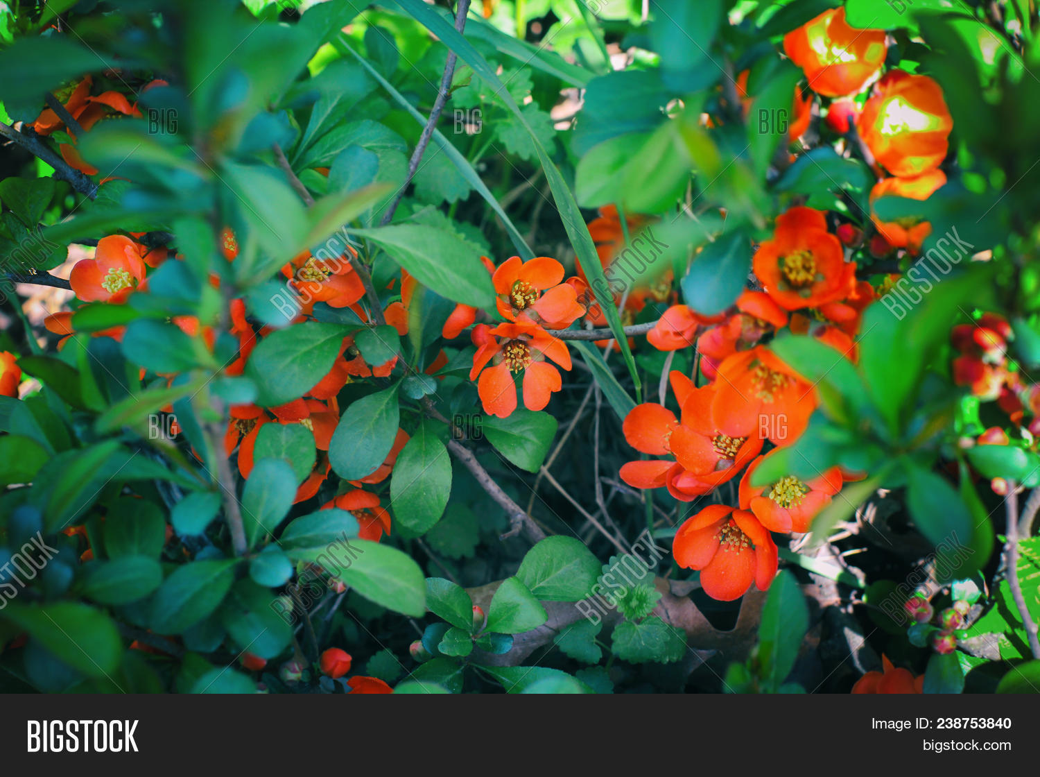 Big Red Azalea Bush Image & Photo (Free Trial) | Bigstock