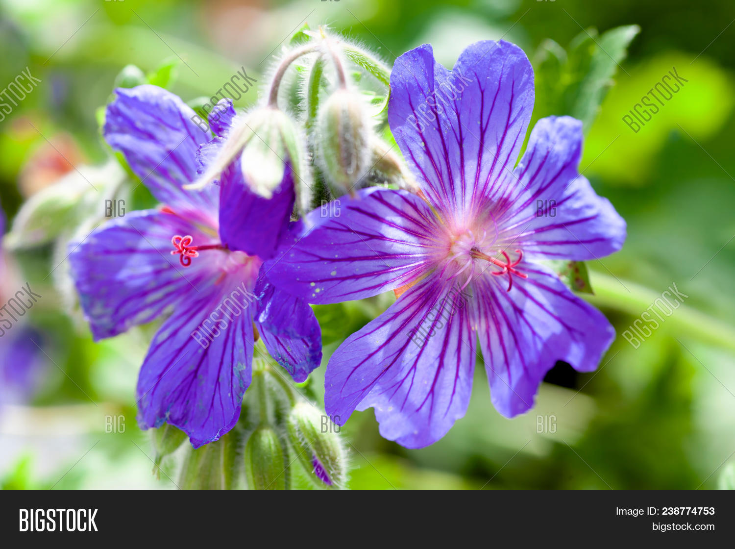 Macro View Cranesbill Image & Photo (Free Trial) | Bigstock