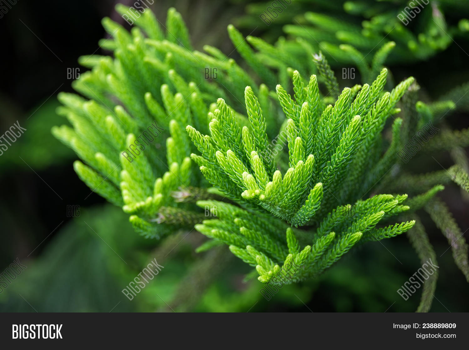 Araucaria Heterophylla Image & Photo (Free Trial) | Bigstock