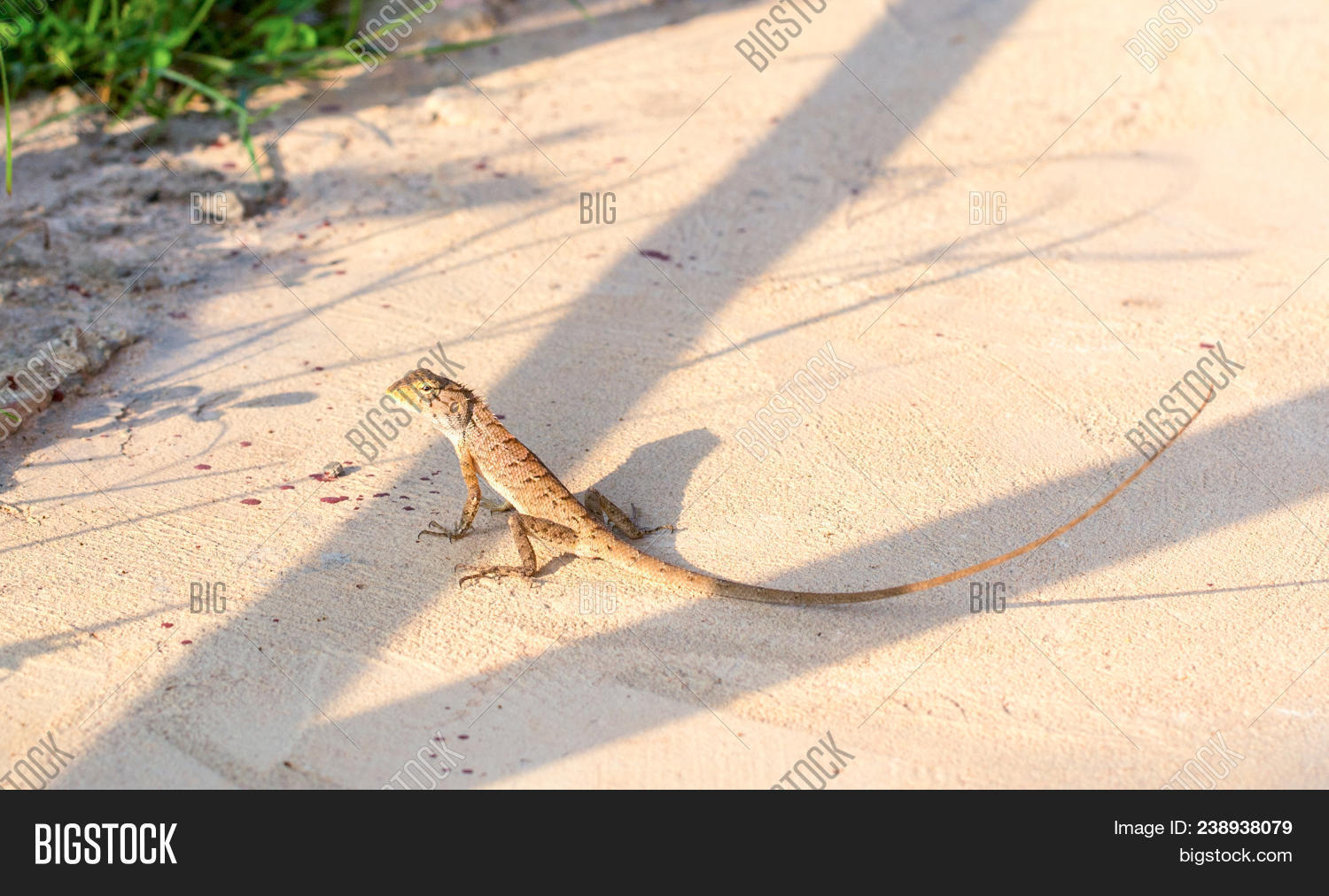 Asian Long-tail Lizard Image & Photo (Free Trial) | Bigstock