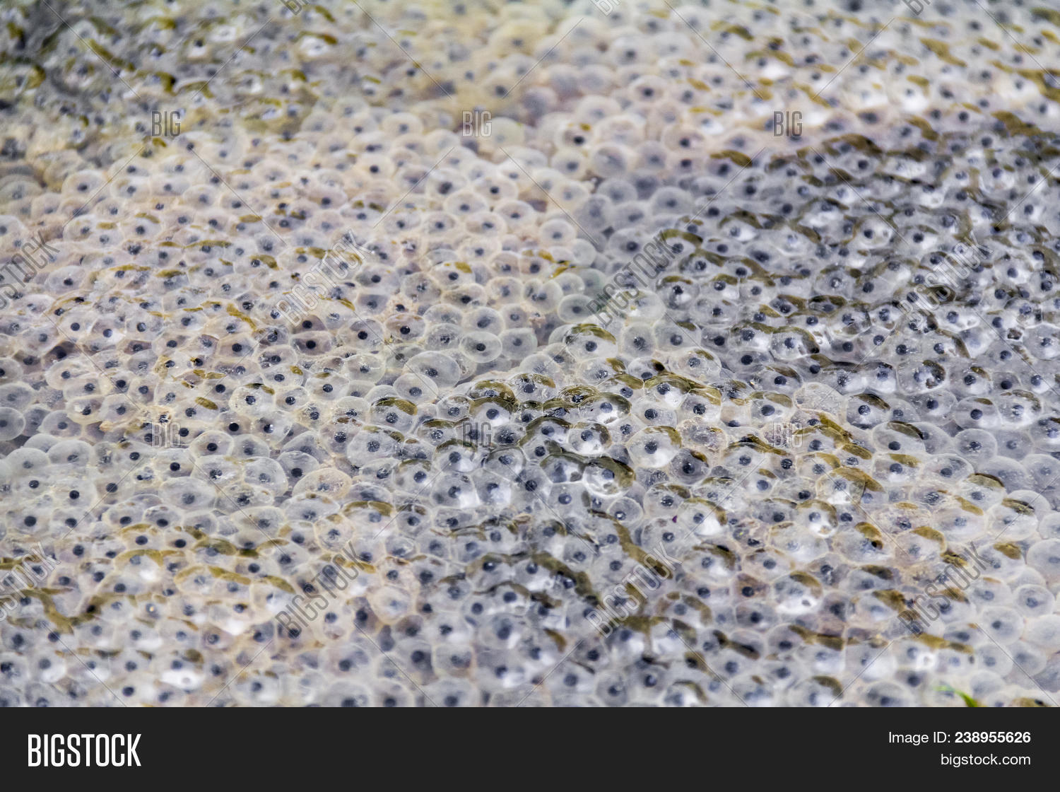 Fresh Frog Spawn Image & Photo (Free Trial) | Bigstock