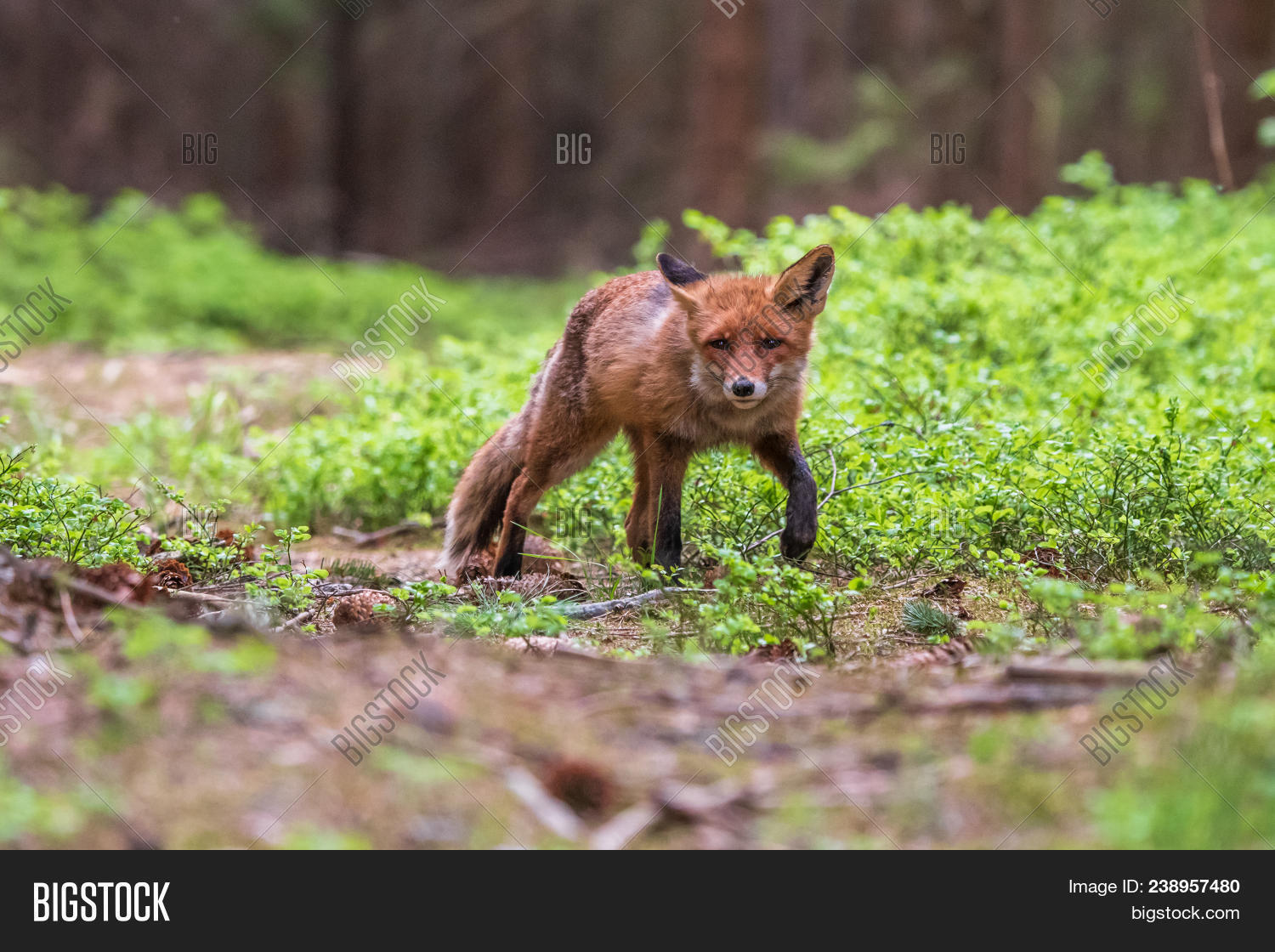 Fox Green Forest. Cute Image & Photo (Free Trial) | Bigstock