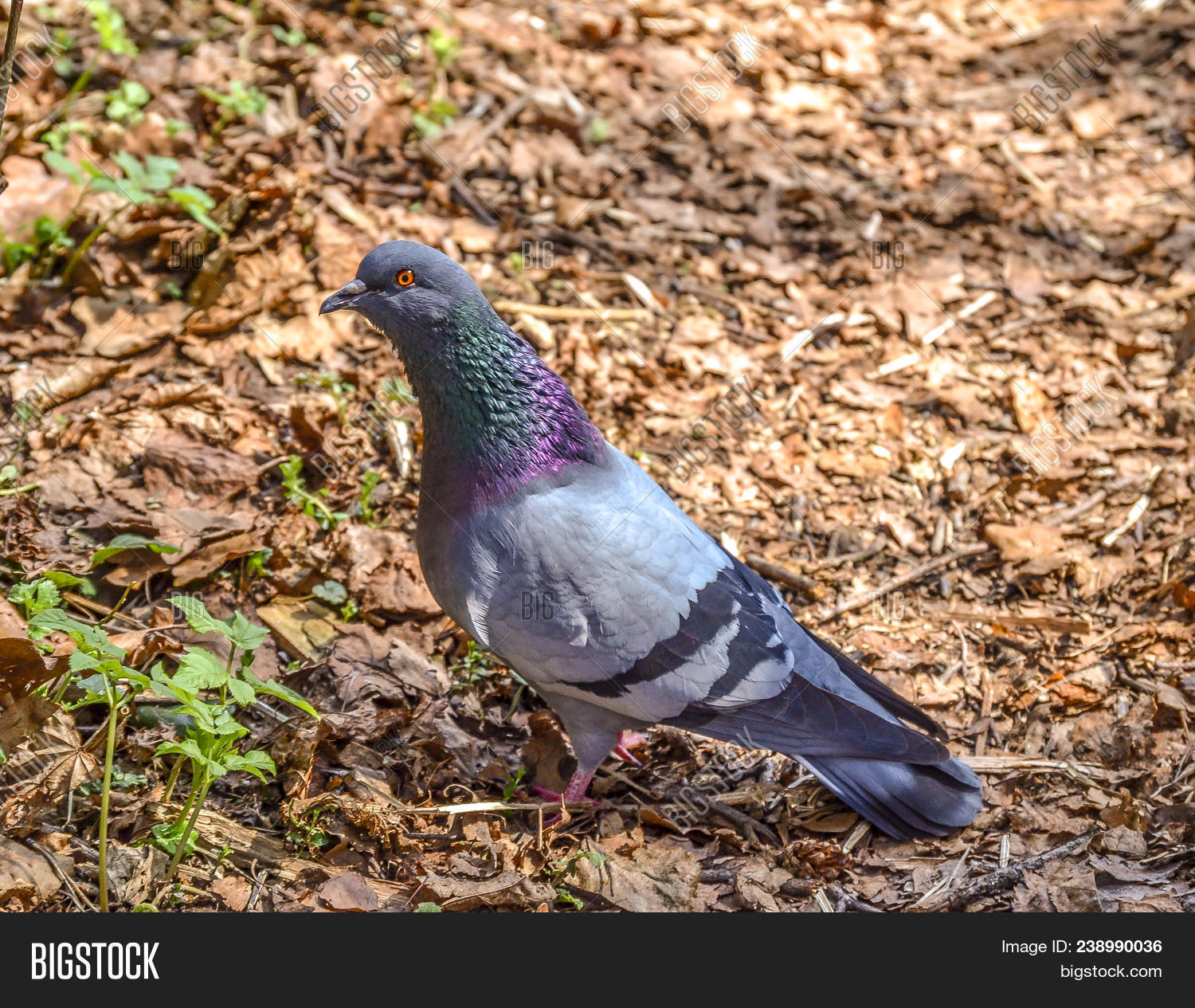 Pigeon Close- Forest Image & Photo (Free Trial) | Bigstock
