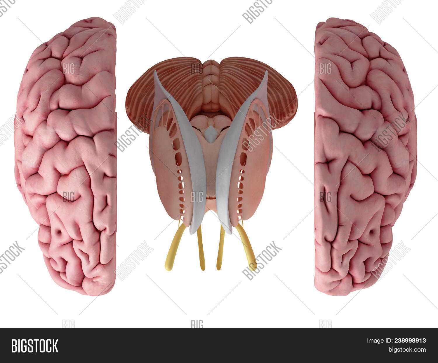 3d Rendered, Medically Image & Photo (Free Trial) | Bigstock