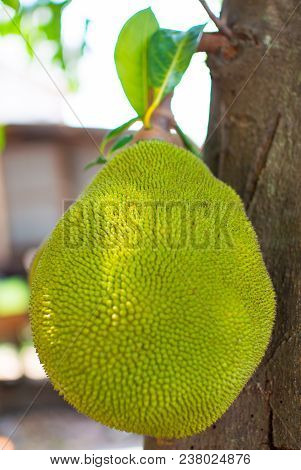 Jackfruit On Brown Image & Photo (Free Trial) | Bigstock