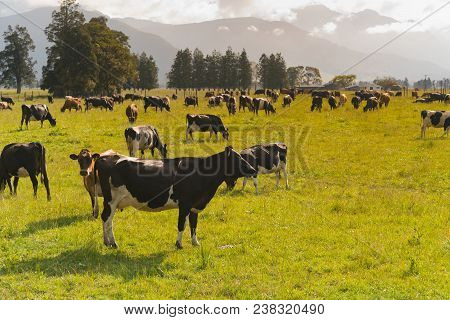 Cow Farm Over Green Image & Photo (Free Trial) | Bigstock