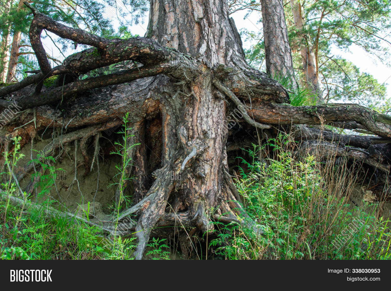 Large Tree Roots Image & Photo (Free Trial) | Bigstock