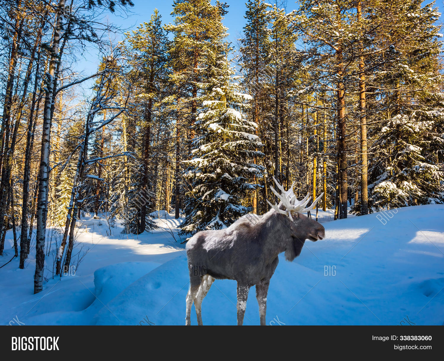 Coniferous Forest Moose