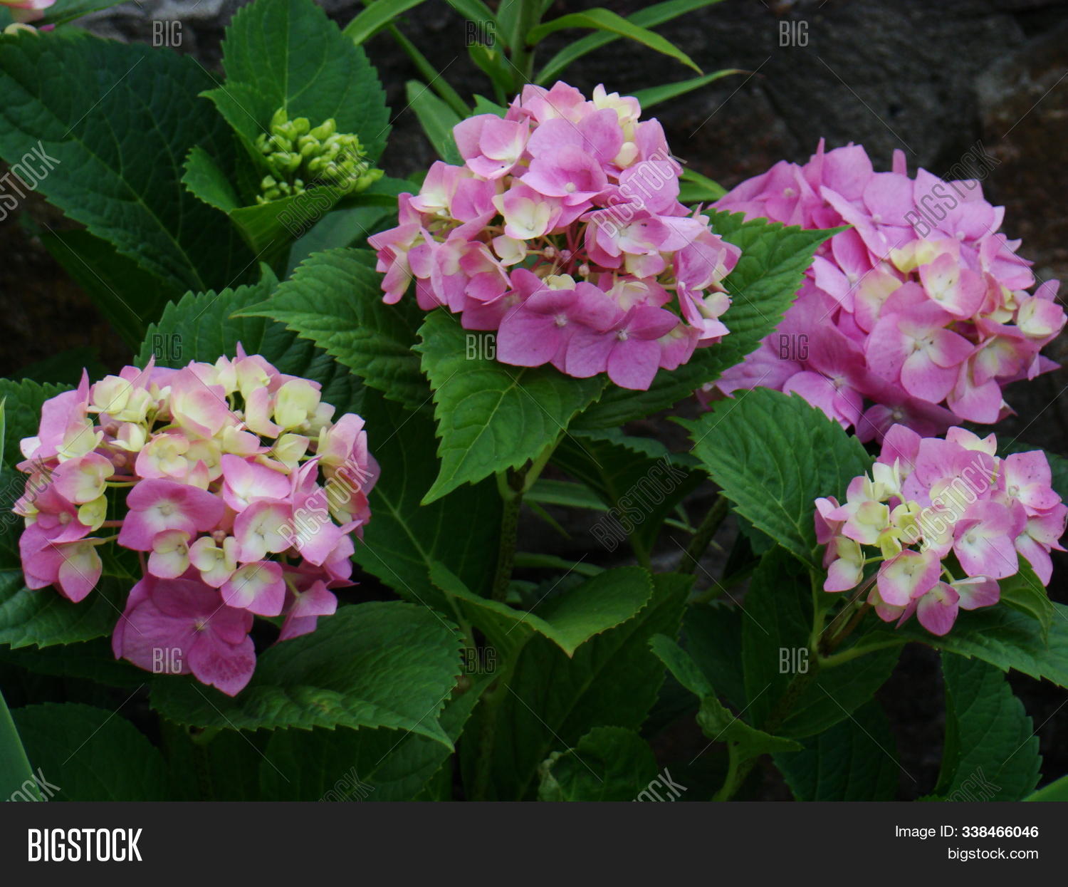 Hydrangea, Lilac Image & Photo (Free Trial) | Bigstock