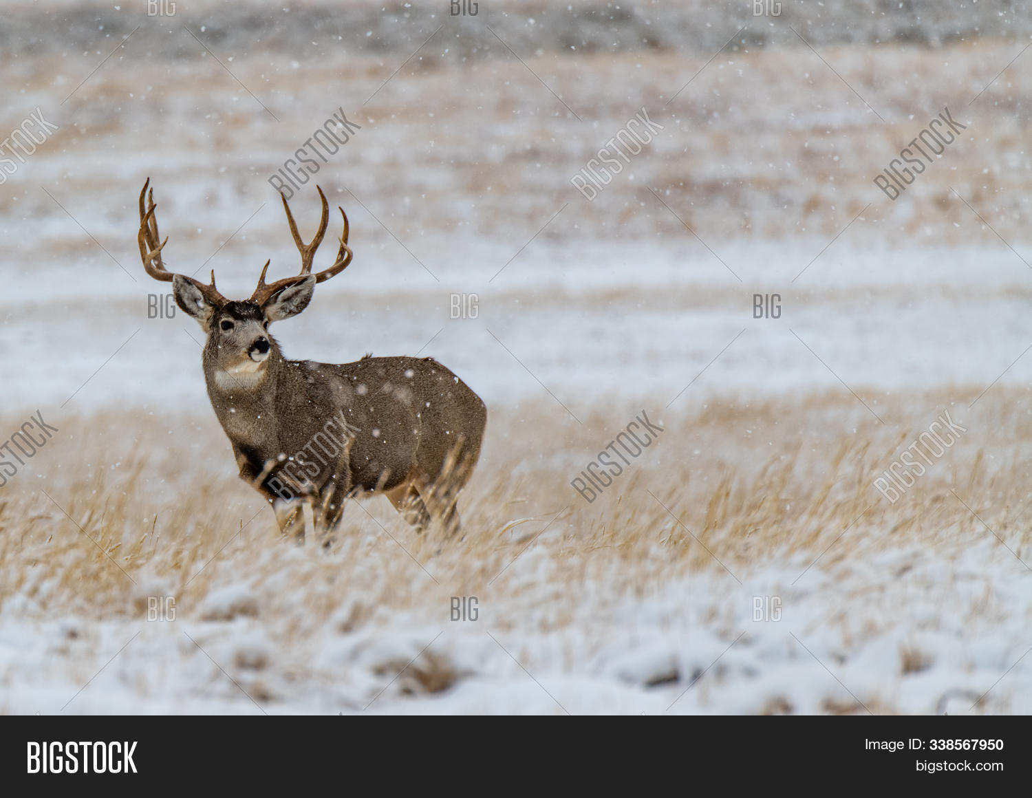 Mule Deer Buck In Snow