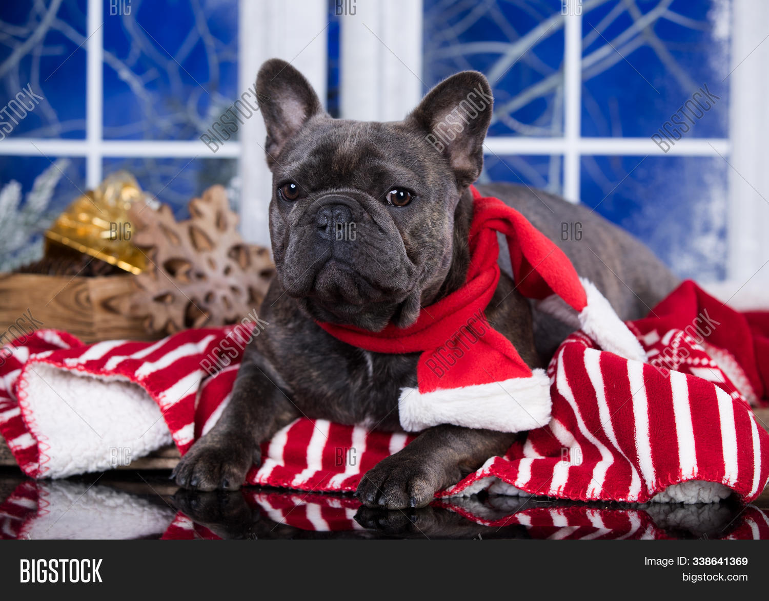 Christmas Bulldog Puppies