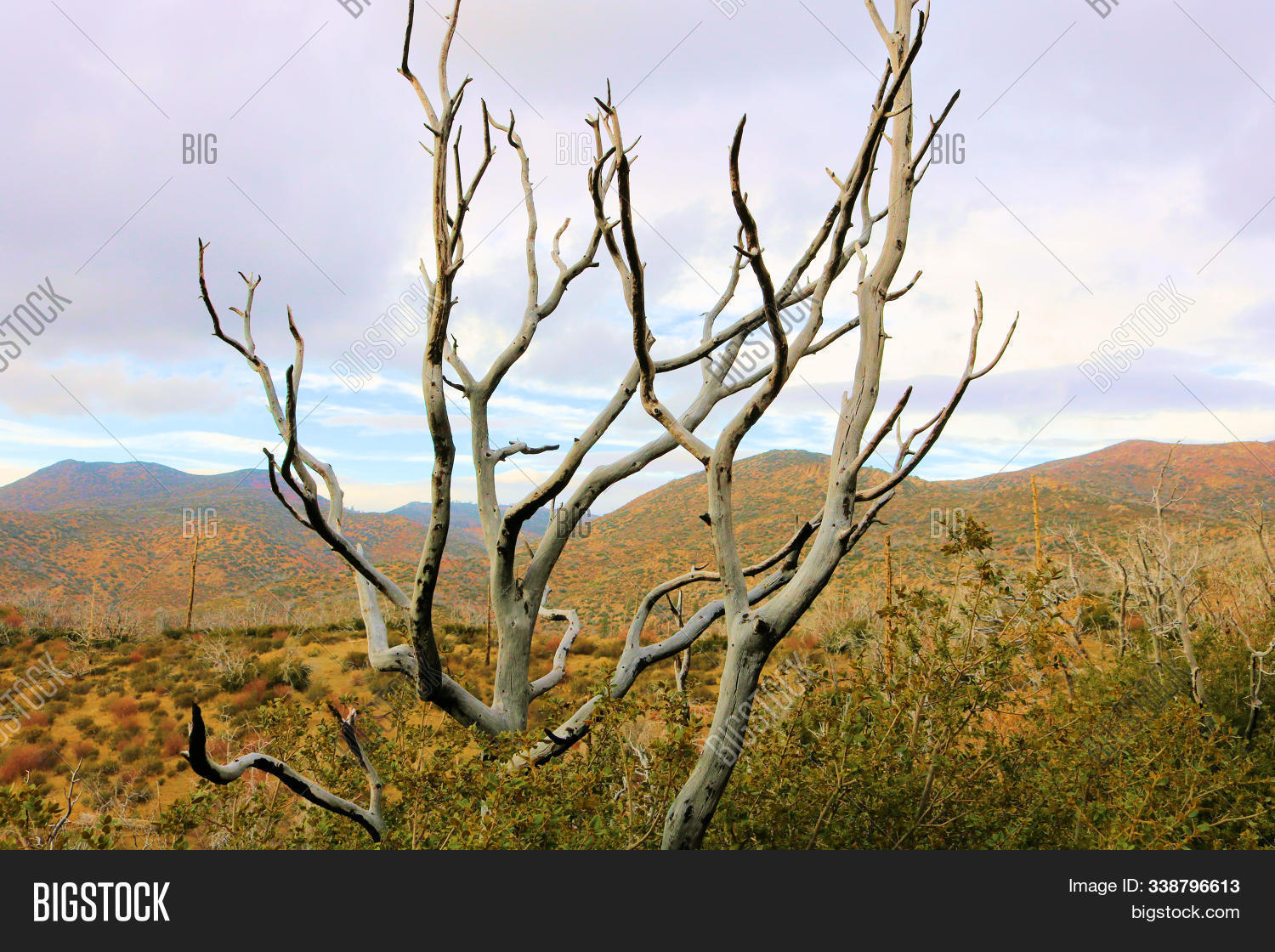Dry Branches Parched Image & Photo (Free Trial) | Bigstock