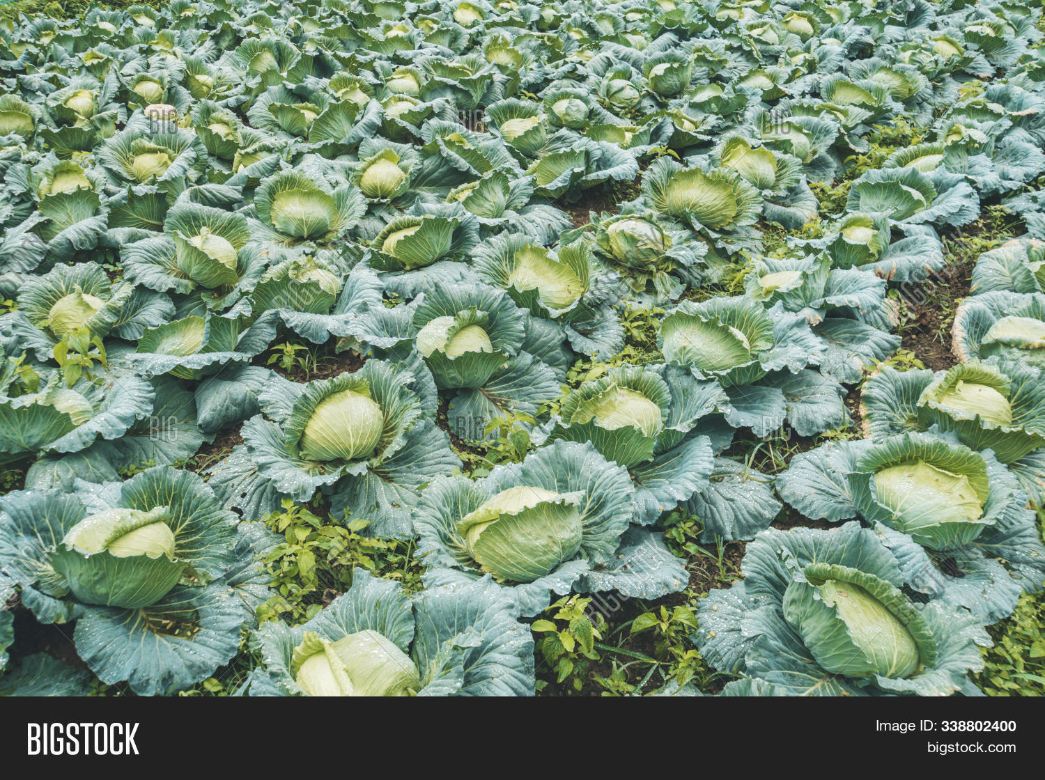 Cabbage Plantations Image & Photo (Free Trial) | Bigstock