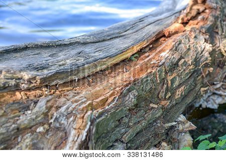 Old Tree Without Bark Image & Photo (Free Trial) | Bigstock