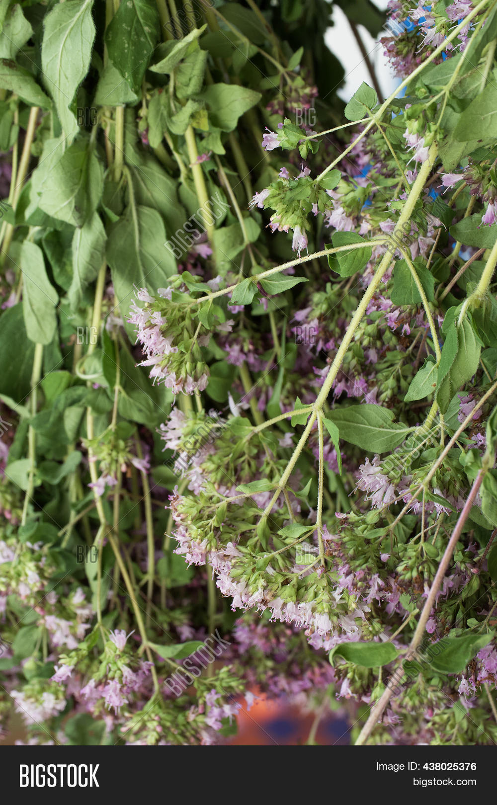 Origanum Genus Image & Photo (Free Trial) | Bigstock