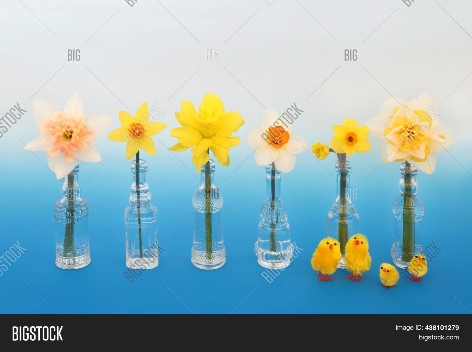 Easter Chicks Daffodil Image & Photo (Free Trial) | Bigstock