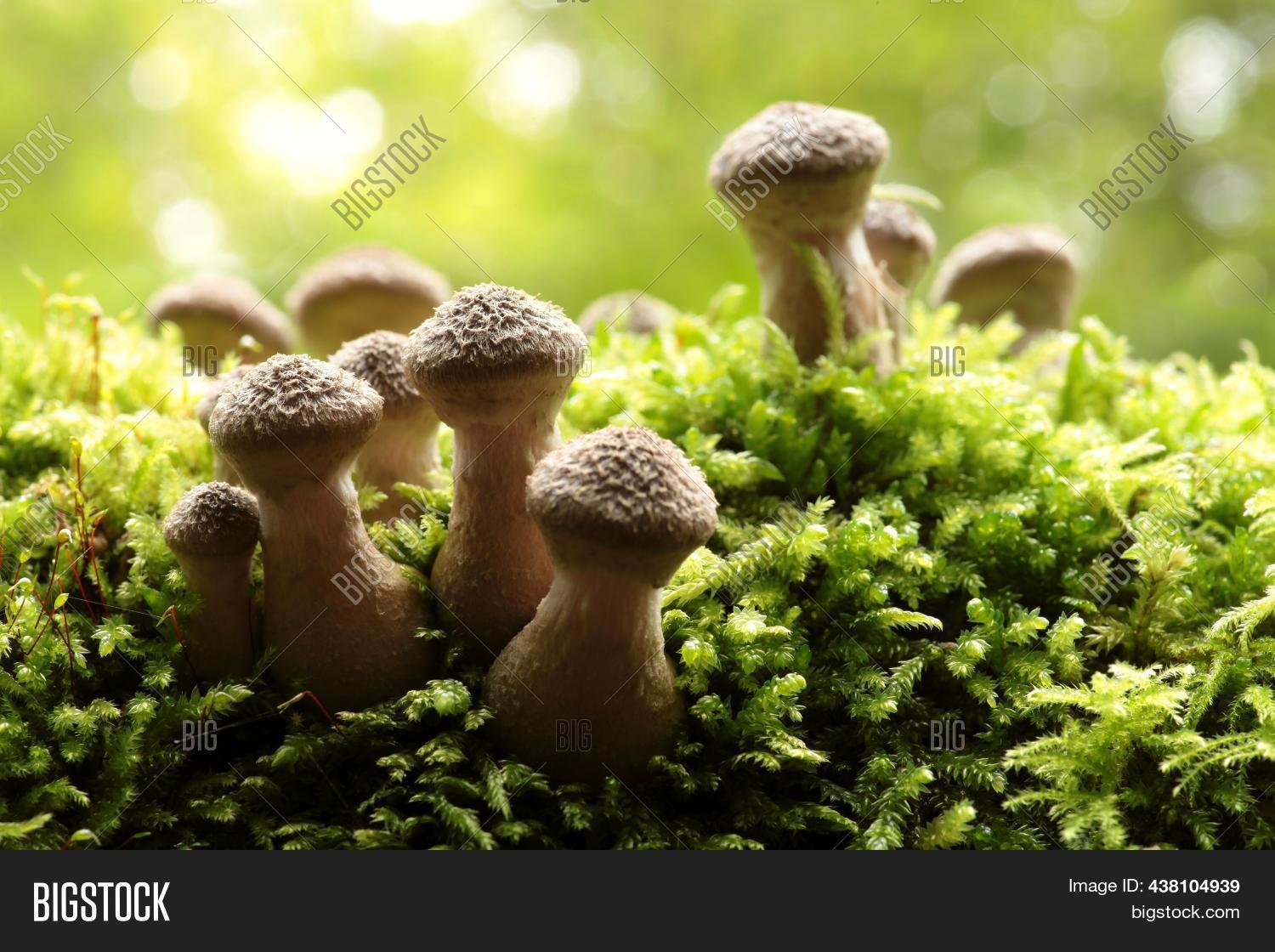 Mushrooms Tree Trunk Image & Photo (Free Trial) | Bigstock