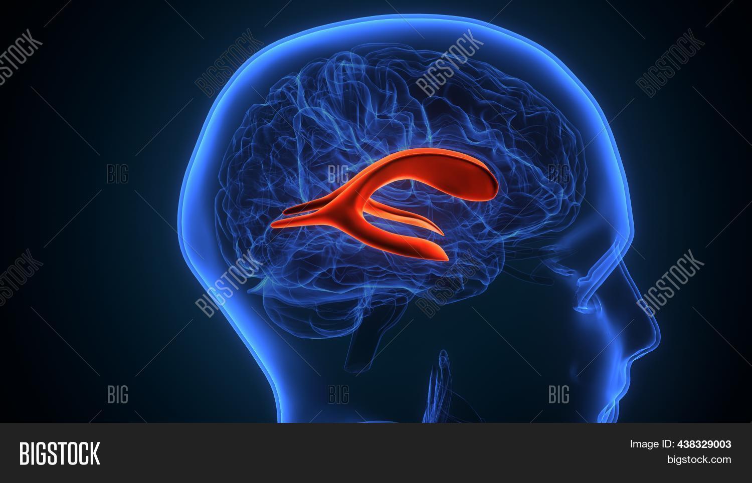 3d Illustration Human Image & Photo (Free Trial) | Bigstock