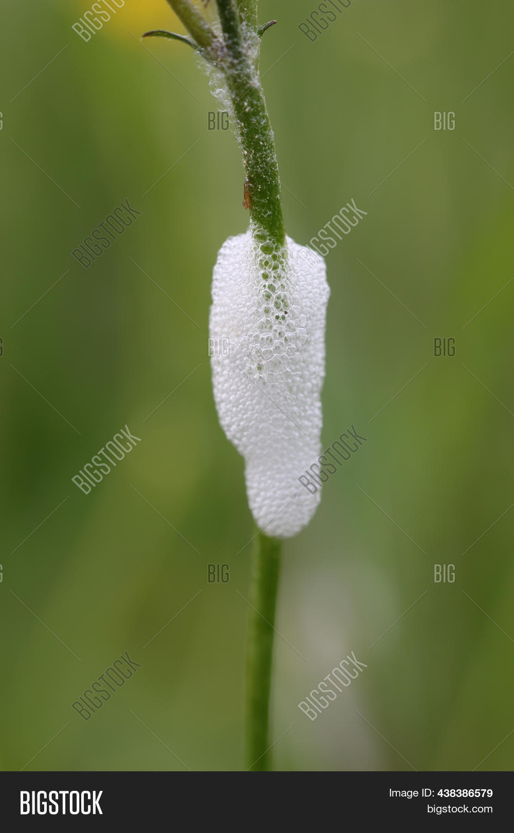 Cuckoo Spit On Plant Image & Photo (Free Trial) | Bigstock