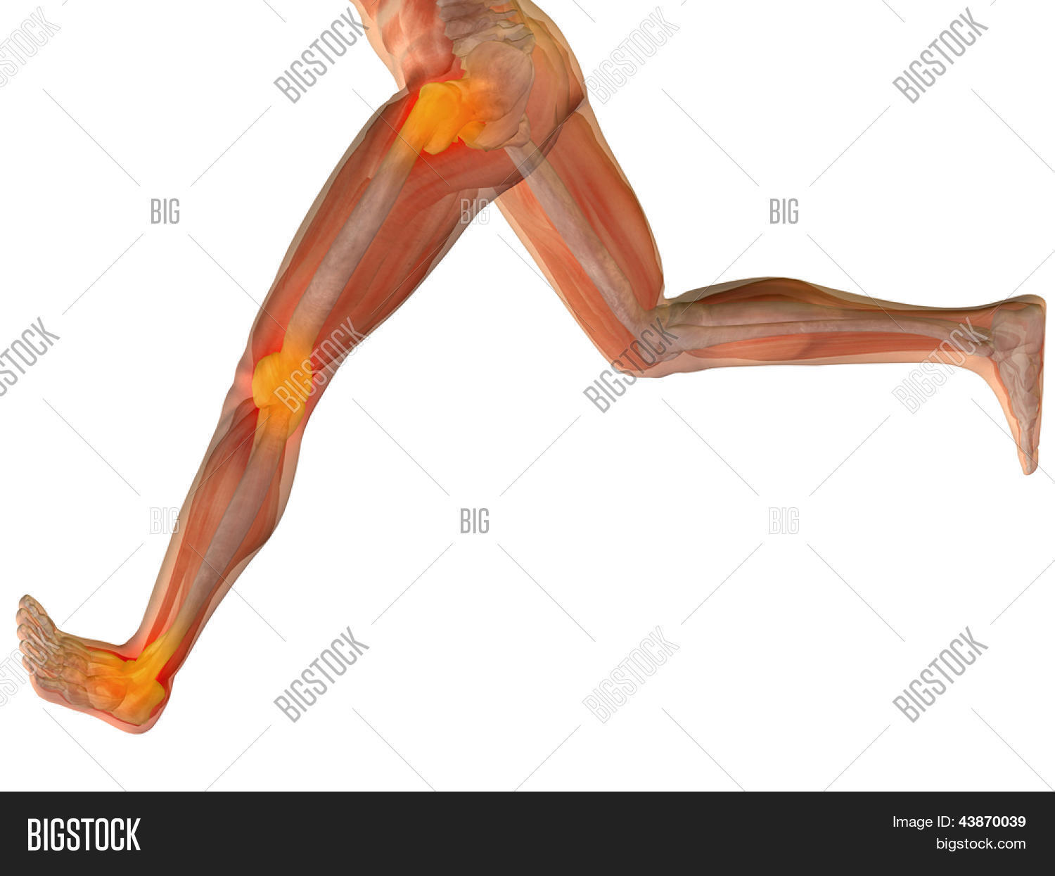 3d Human Male Anatomy Image And Photo Free Trial Bigstock
