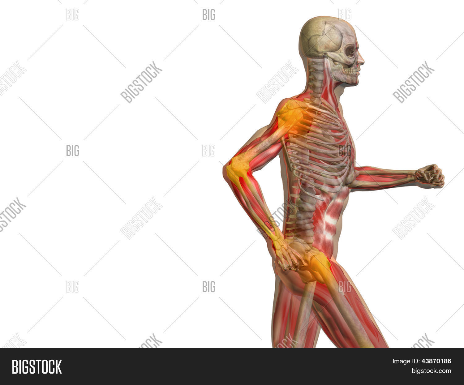 3d Human Male Anatomy Image And Photo Free Trial Bigstock