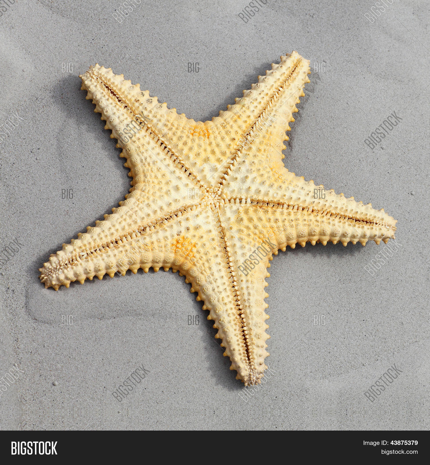Caribbean Starfish ( Image & Photo (Free Trial) | Bigstock