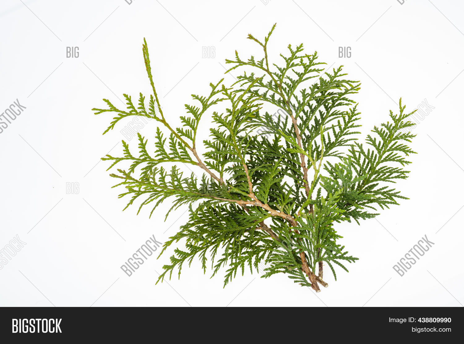 Thuja Occidentalis Image & Photo (Free Trial) | Bigstock