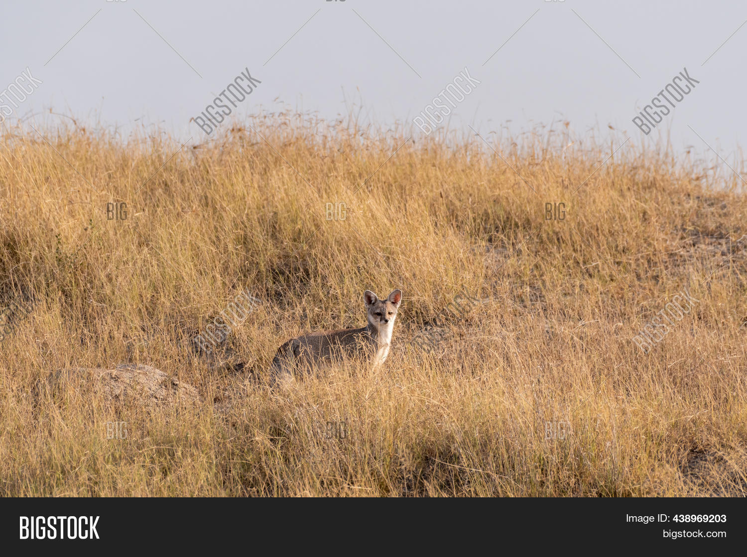 White Footed Fox Image & Photo (Free Trial) | Bigstock