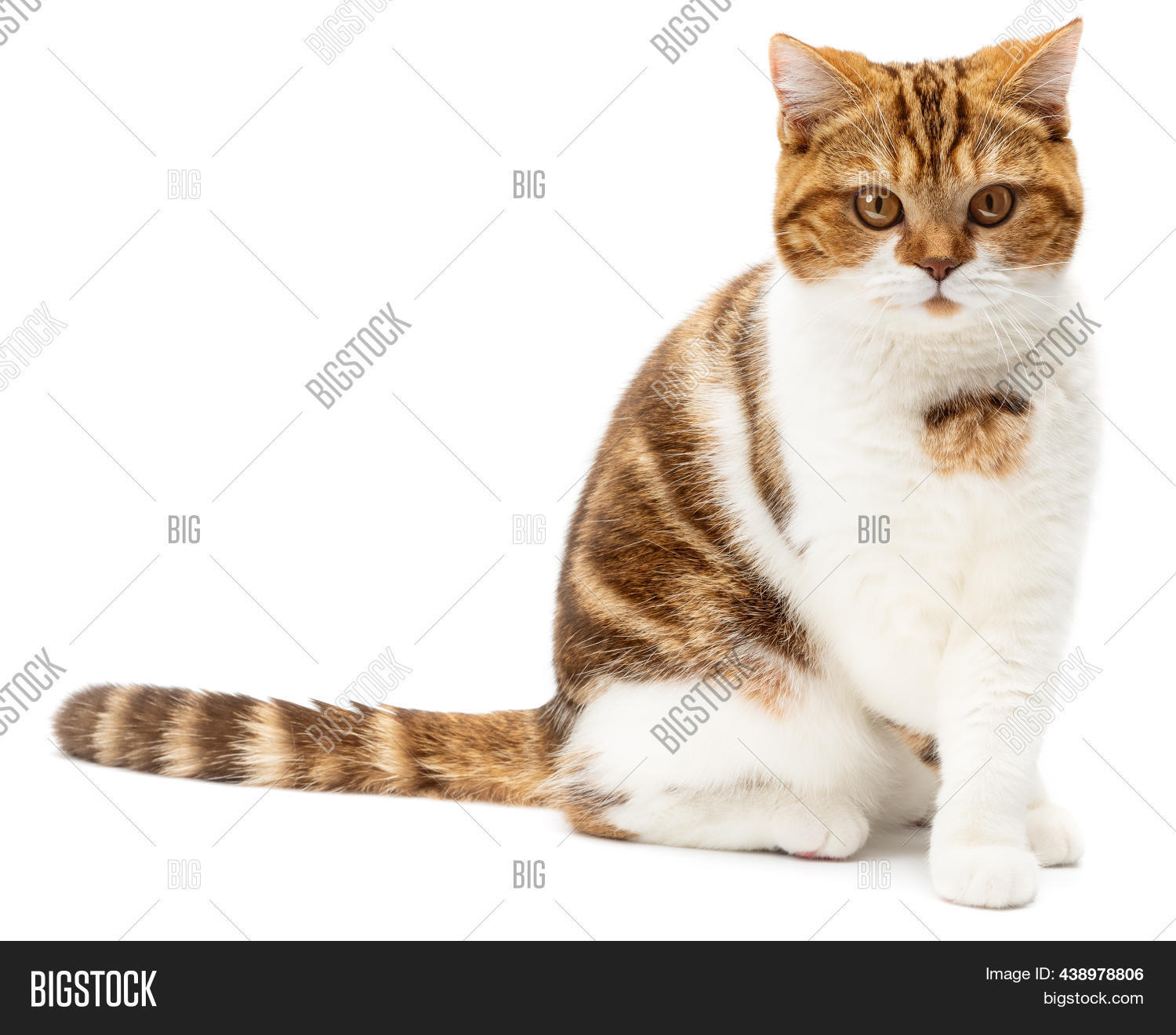 Cute Cat Sitting Image & Photo (Free Trial) | Bigstock