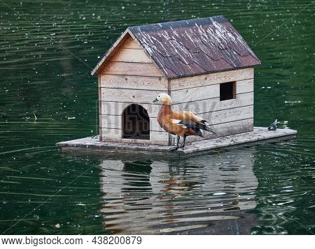 Beautiful Bird House Image & Photo (Free Trial) | Bigstock