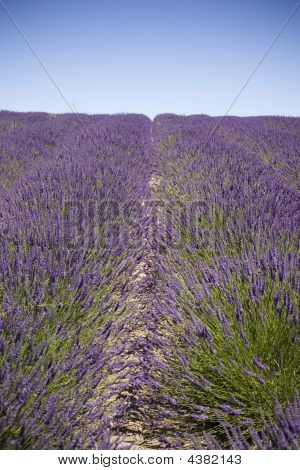 Lavender Fields Images, Illustrations & Vectors (Free) - Bigstock