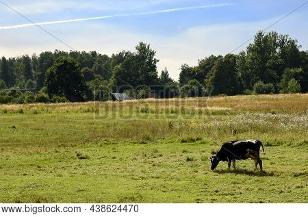 Cow Graze On Field Image & Photo (Free Trial) | Bigstock