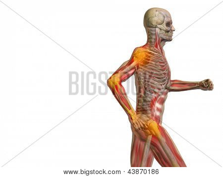 3d Human Male Anatomy Image & Photo (Free Trial) | Bigstock