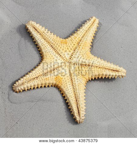Caribbean Starfish ( Image & Photo (Free Trial) | Bigstock